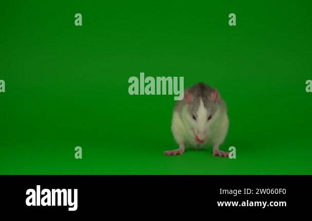 Rat rodent on green screen background Stock Video Footage - Alamy