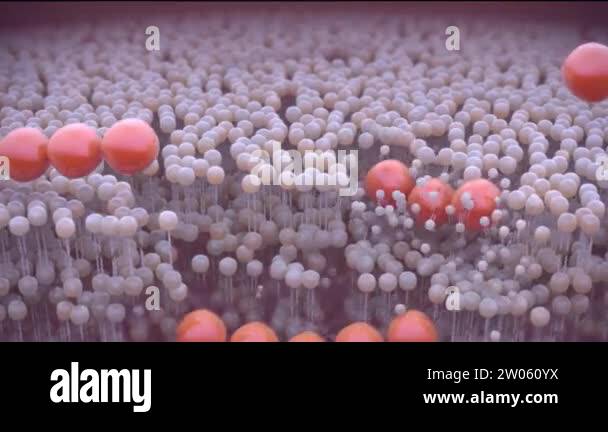 Lipid Stock Videos & Footage - HD and 4K Video Clips - Alamy
