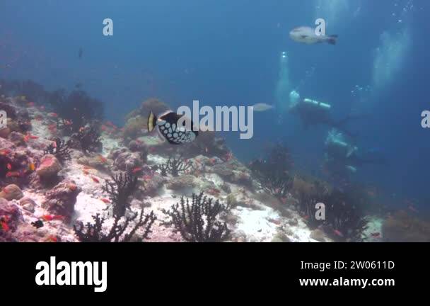 Clown trigger fish. Fascinating scuba diving on the reefs of the ...