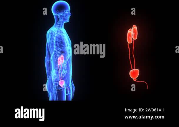 Cross section of the male organs of the urinary system Stock Videos ...
