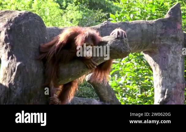 4K, Adult bornean orangutan resting on the top of tree at forest in a ...
