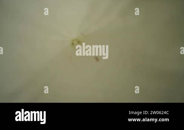 Flower effects Stock Videos & Footage - HD and 4K Video Clips - Alamy