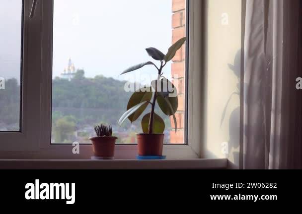 Ficus in plastic pot on the window at home. View with orthodox ...
