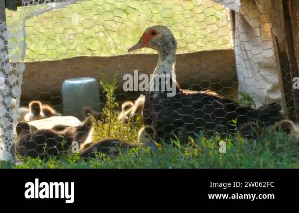Little newborn chicks of ducklings and their duck mother hen in a ...