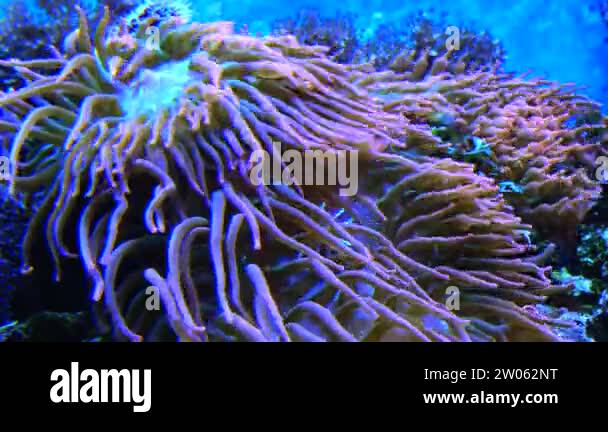 Symbiosis with fish, tentacles of large sea anemone in a marine ...