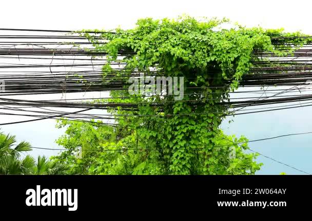 Weeds vines grow and creep along the electric pole. And cable Is an ...