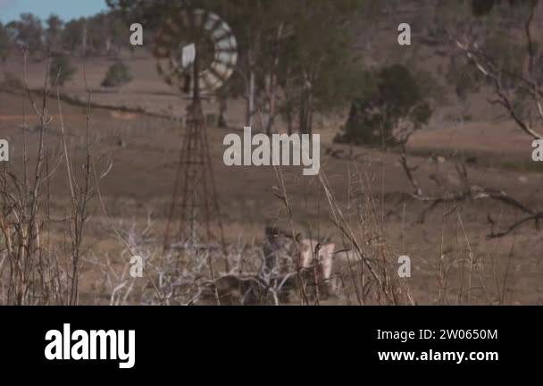 Queensland windmill Stock Videos & Footage - HD and 4K Video Clips - Alamy