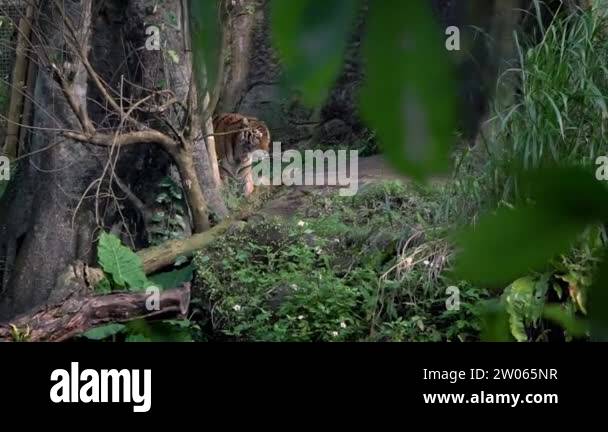 Bengal tiger walking in the forest between trees at zoo. Asiatic ...
