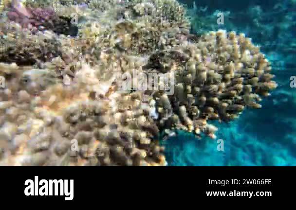 The fauna of the Red Sea. Beautiful silver fish swims along the ...