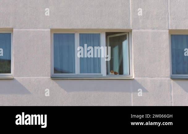Cat looking staring out of the open window. Orange Tabby cat pawing at ...