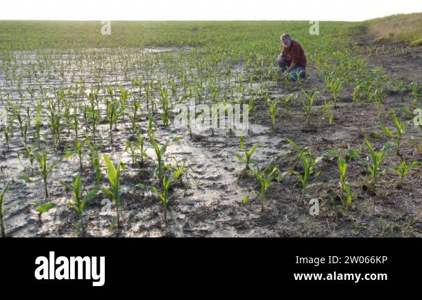 Farmer examining young green corn plants in mud after flood and typing ...