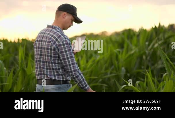 Lens flare: farmer with a tablet to monitor the harvest, a corn field ...