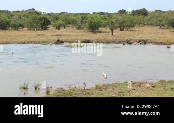 Flora and fauna in Yala National Park Stock Video Footage - Alamy