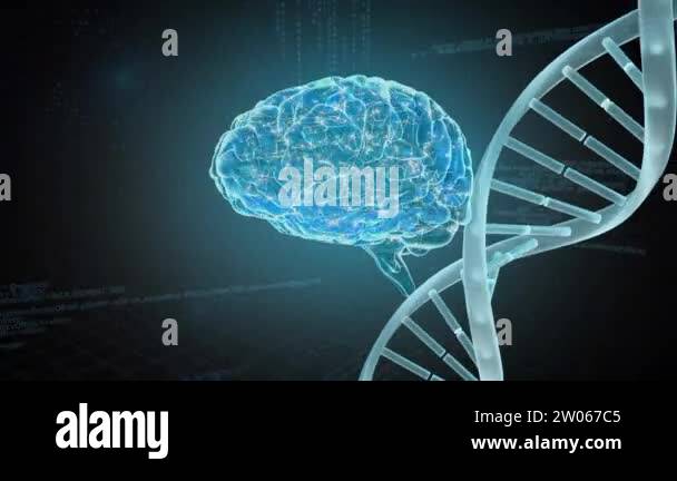 Lateral view of the human brain with seamless loop inside and DNA ...