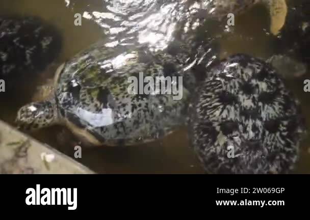 Turtle swimming in clear water, Looking down at a clean water where ...