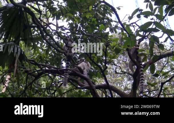Dan branch Stock Videos & Footage - HD and 4K Video Clips - Alamy