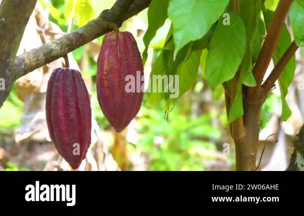 Dark red seed pods Stock Videos & Footage - HD and 4K Video Clips - Alamy