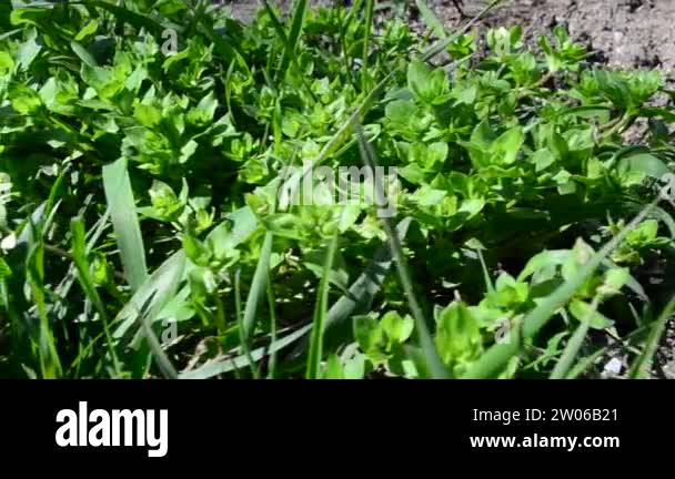 Graminoids Stock Videos & Footage - HD and 4K Video Clips - Alamy