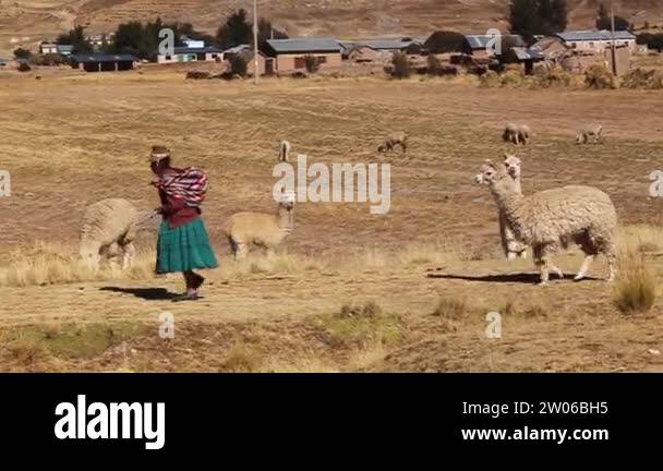 Livestock domestic animal Stock Videos & Footage - HD and 4K Video ...