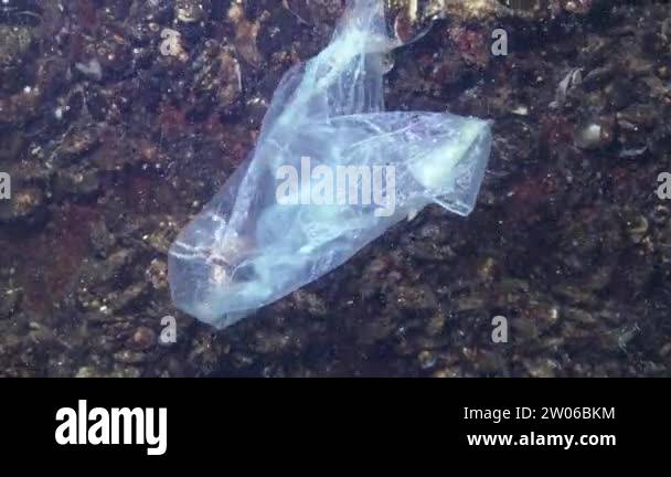 Plastic bag in the sea, killer crabs. Plastic debris, pollution, death ...