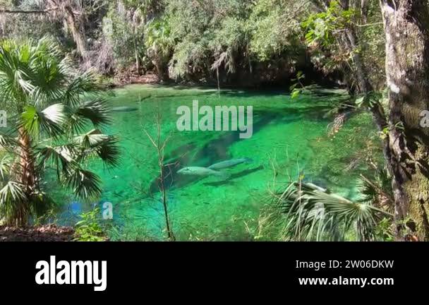 Blue springs state park Stock Videos & Footage - HD and 4K Video Clips ...