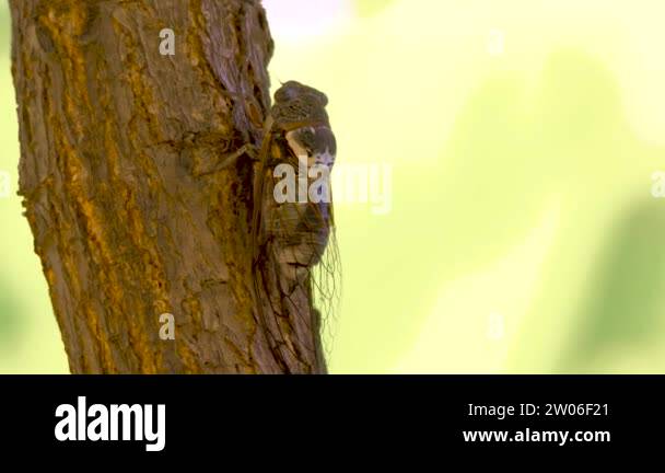 Insect Cicadidae family of cicadas. Cicadoidea insect. Eukaryota ...