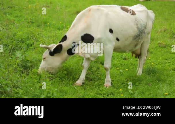 Masticate Stock Videos & Footage - HD and 4K Video Clips - Alamy
