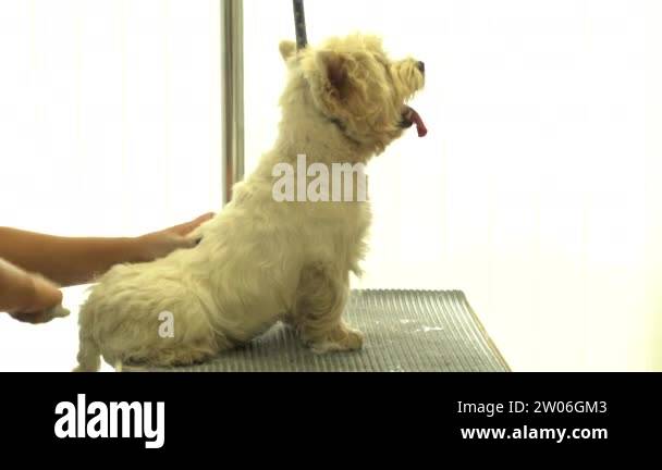 Grooming funny dog in pet Stock Videos & Footage - HD and 4K Video ...