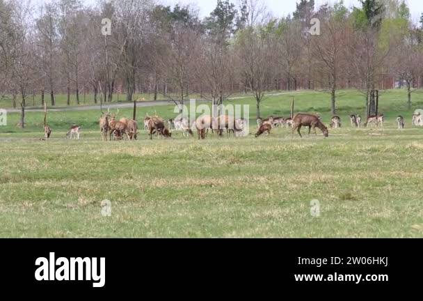 Many deer Stock Videos & Footage - HD and 4K Video Clips - Alamy