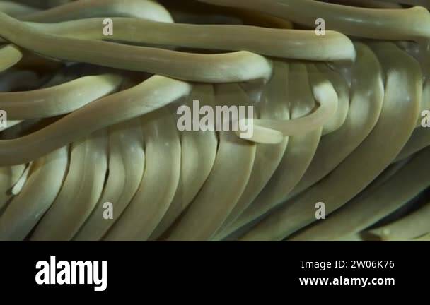 Tentacle sea anemone Stock Videos & Footage - HD and 4K Video Clips - Alamy