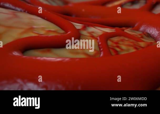 The blood vessels are the components of the circulatory system that ...