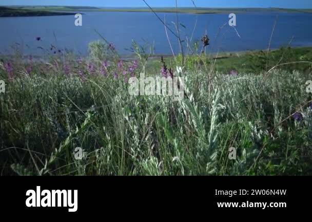 Ukrainian steppe. Grass and flowering plants swaying in the wind in the Landscape Park on the ...