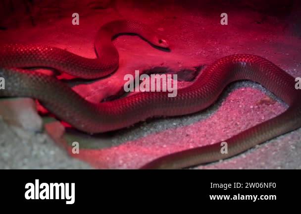 Light snake Stock Videos & Footage - HD and 4K Video Clips - Alamy