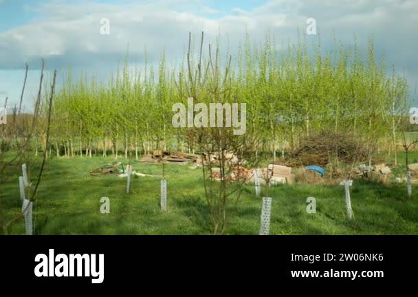 Poplar populus trees in Stock Videos & Footage - HD and 4K Video Clips ...