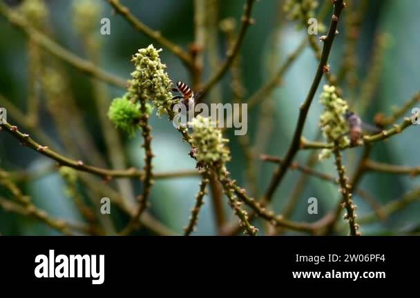Brown and black bee Stock Videos & Footage - HD and 4K Video Clips - Alamy