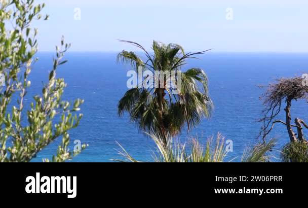 Beautiful mediterranean palm tree Stock Videos & Footage - HD and 4K ...