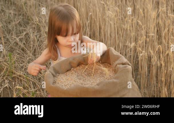 small kid is playing grain in a sack in a wheat field. child with wheat ...