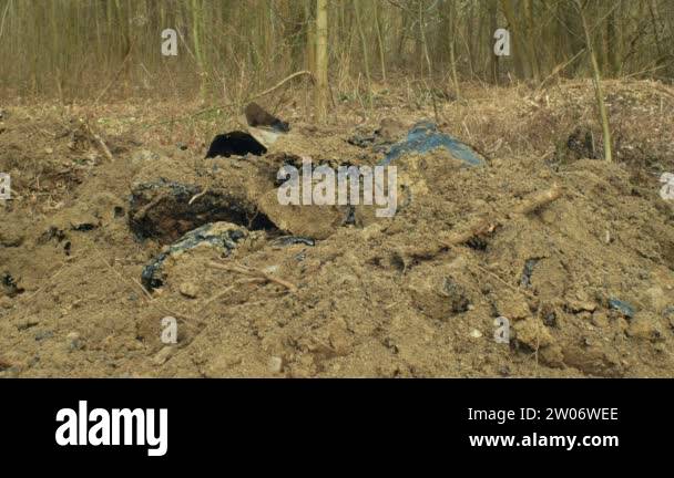 Toxic tar asphalt chemical till and clay. Former dump waste, effects ...