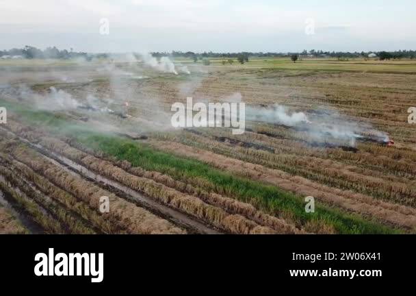 Harvested rice field straw being burn in open field at Malaysia Stock ...