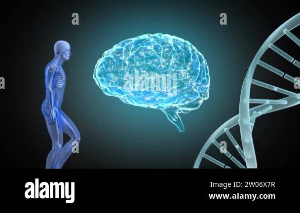 Digital animation of a walking human body system on the left, rotating ...