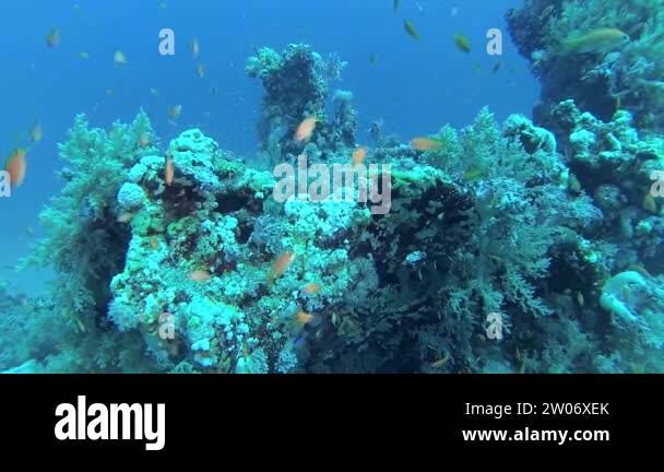 coral reef in the Red Sea, Abu Dub. Beautiful underwater landscape with ...