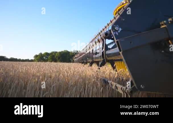 Close up knife of combine spinning and cutting ears of wheat. Harvester ...