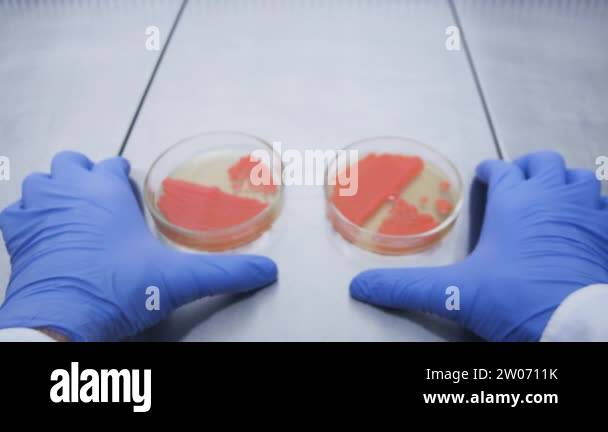 Two different brewer's yeast strains, which are obtained by biotechnological methods. The ...