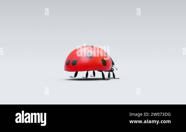 360 degree framing loop of a ladybug that walks and flies showing her ...