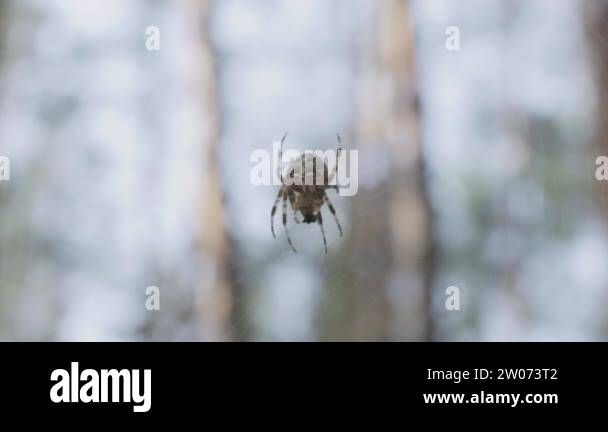 Summer spiders Stock Videos & Footage - HD and 4K Video Clips - Alamy