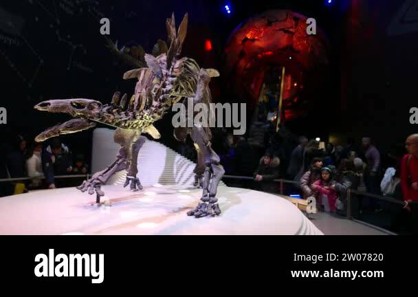 Stegosaurus fossil natural history Stock Videos & Footage - HD and 4K ...