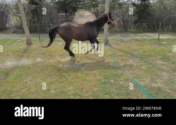 Lungeing horse Stock Videos & Footage - HD and 4K Video Clips - Alamy