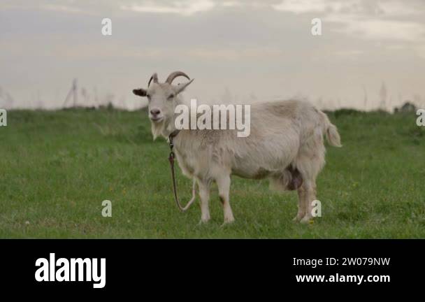 A white goat tied to a rope grazes on a green lawn and looks around and ...