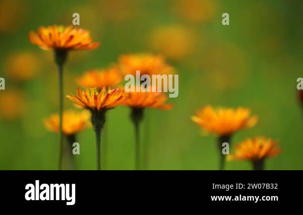 Crepis, commonly known in some parts of the world is a genus of annual ...