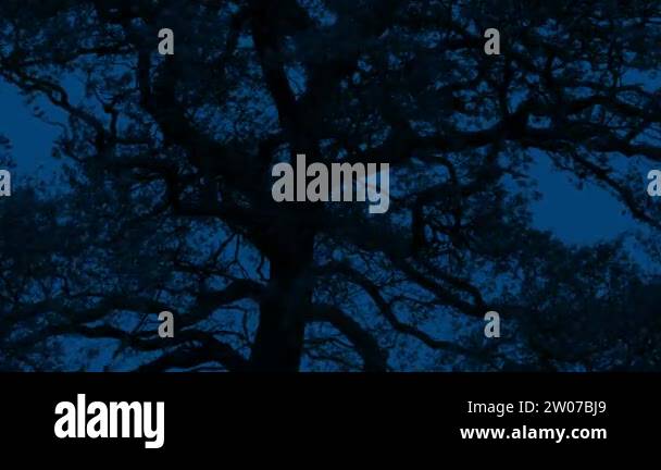 Gothic tree silhouette Stock Videos & Footage - HD and 4K Video Clips ...